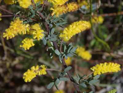 WATTLE FLOWER DWARF SEEDS Yellow Flower Garden Acacia Wattle Flower ...