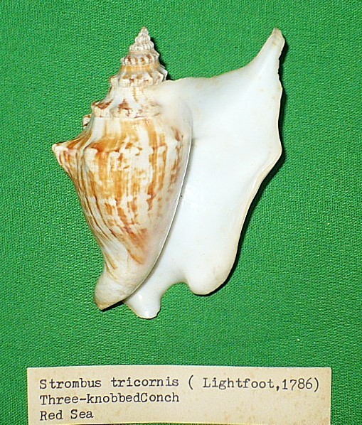 STROMBUS TRICORNIS #D0271 Red Sea 85mm | eBay