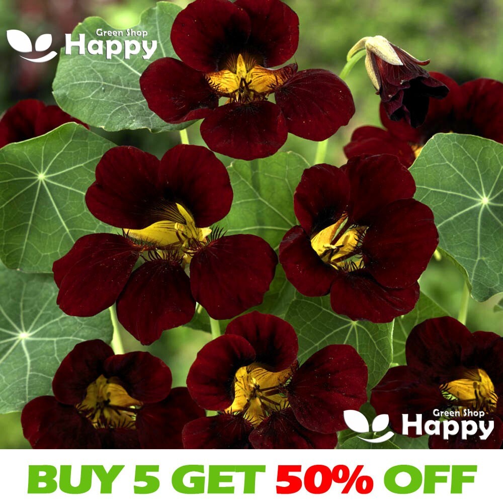 NASTURTIUM TOM THUMB - BLACK VELVET - 30 SEEDS - Tropaeolum minus - NON ...