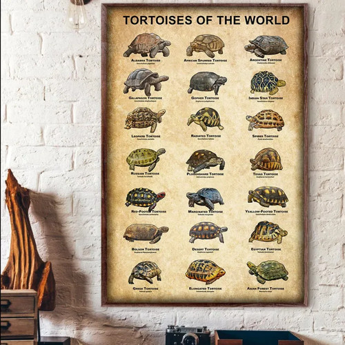 Tortoises Of The World Turtle Turtles Poster | eBay