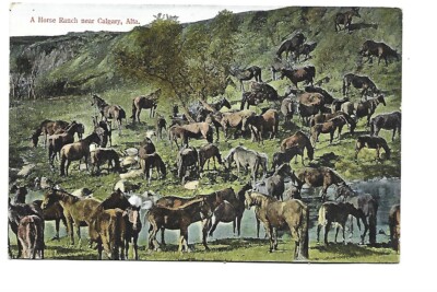 CANADA A HORSE RANCH NEAR CALGARY ALTA | eBay