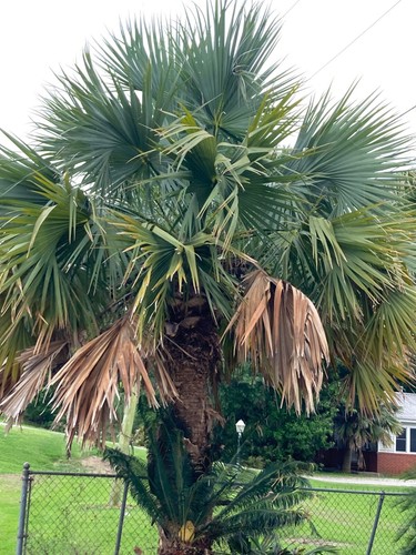20 seeds Sabal Riverside VERY FRESH & COLD HARDY Sabal PALM Louisiana ...