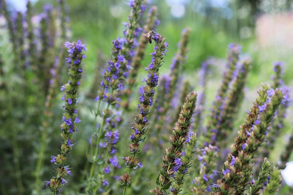 50 Purple False Dragon DRAGONS HEAD OBEDIENT PLANT Dracocephalum Flower ...