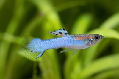 Japan Blue Endler A Pairs + 4 Fry + guppy grass | eBay