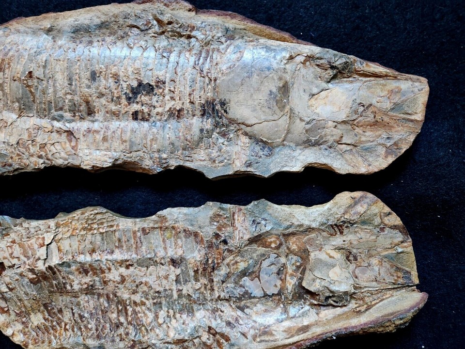 Aspidorhynchus prehistoric Bowfin fish two sided fossil. 14.5-inches ...