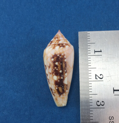 #7 Conus Legatus 28.5mm Solomon Islands Rough Lip Ambassador Cone Shell ...