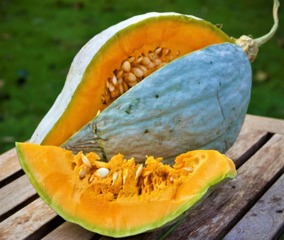 20 GIANT BLUE HUBBARD SWEET SQUASH SEEDS - RARE - Heirloom - NON GMO ...