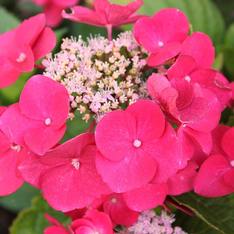 1 X HYDRANGEA MACROPHYLLA 'TELLER RED' DECIDUOUS SHRUB HARDY PLANT IN ...