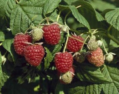 Raspberry Willamette in 9cm pot Rubus idaeus 12"-15" tall | eBay