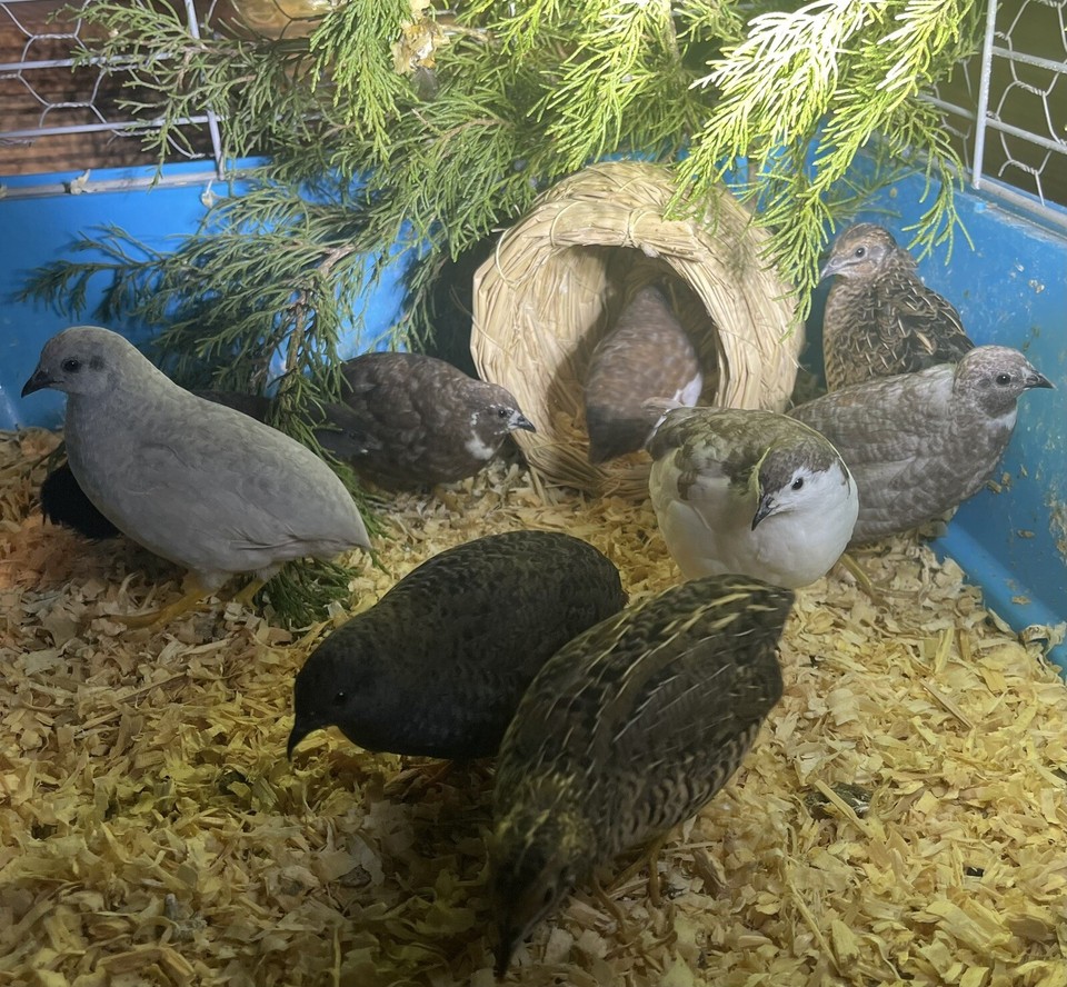 12+ High quality Button Quail Hatching Eggs Rare Exotic Colors extras ...