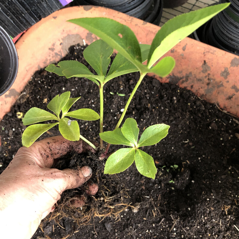 Helleborus FIRST DANCE Double Flower Lenten Rose Hellebore Perennial ...