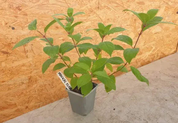 Hortensie MAGICAL FLAME Rispenhortensie Rosa / Rot Hydrangea paniculata ...