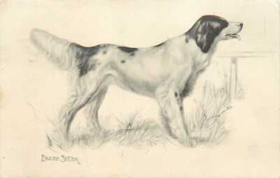 Vintage Dog Art Postcard English Setter Drawing c1910 | eBay