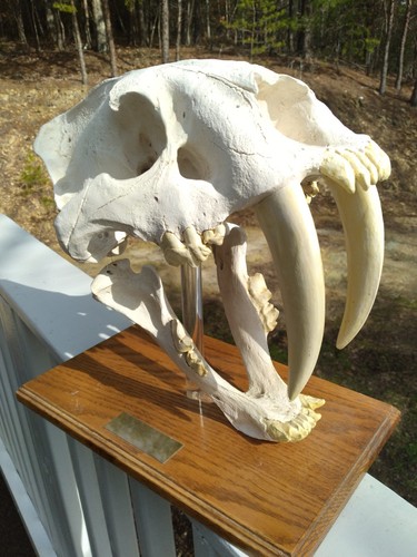 1:1 Sabertooth Tiger Bone Skull Replica With Oak Stand Museum Quality ...