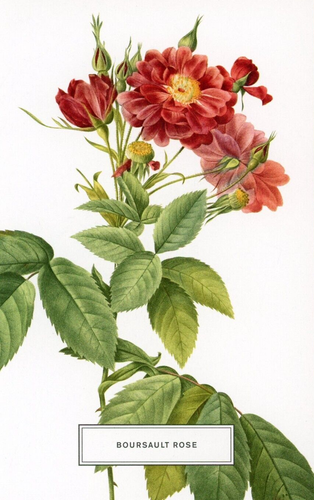 Boursault Rose (Rosa 'Blush Boursault') --POSTCARD | eBay