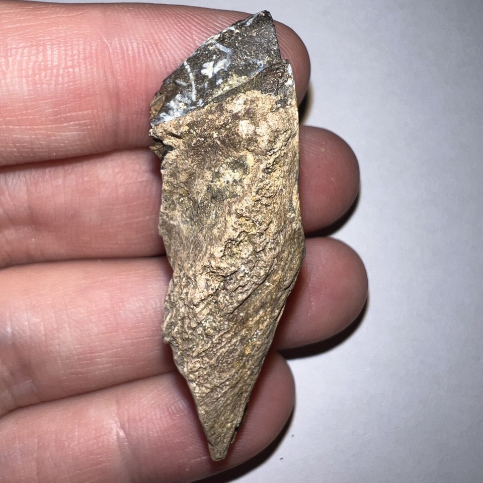 GEM HUGE TRICERATOPS or TOROSAURUS Fossil Ceratopsian Dinosaur Tooth! 2 ...