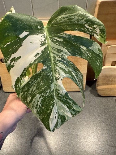 Highly Variegated Monstera Deliciosa Albo Top Cutting. Rooting, X2 ...