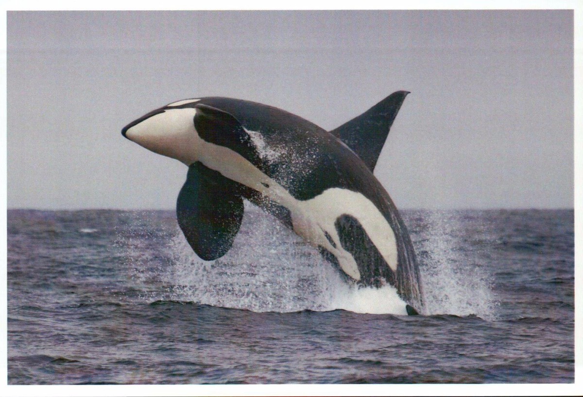Orca Whale Jumping
