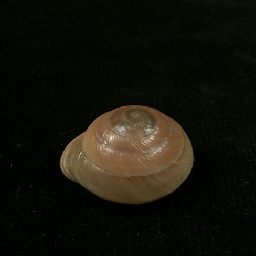 Land Shell Lucerna lucerna, Jamaica, 30,2mm, F++, BEAUTIFUL!!! | eBay