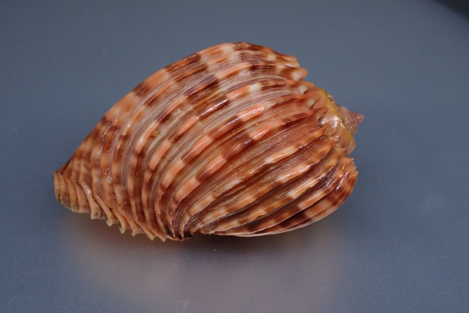 90 - Sea shells - Harpa costata lutea (var.) - Madagascar - 71.4 mm | eBay