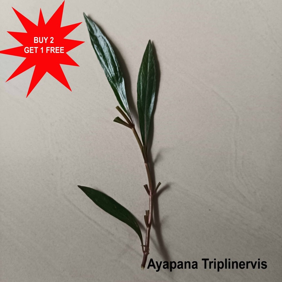 Ayapana triplinervis / Ayyappana / Nagavettila / Mruthasanjeevani / 1 ...