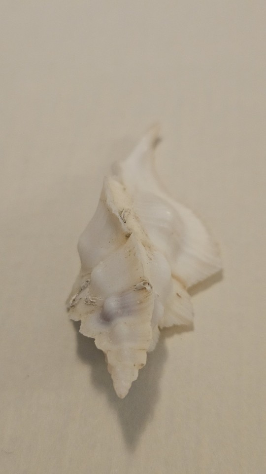 Pinnate Murex. Pterynotus pinnatus Shell 53mm | eBay