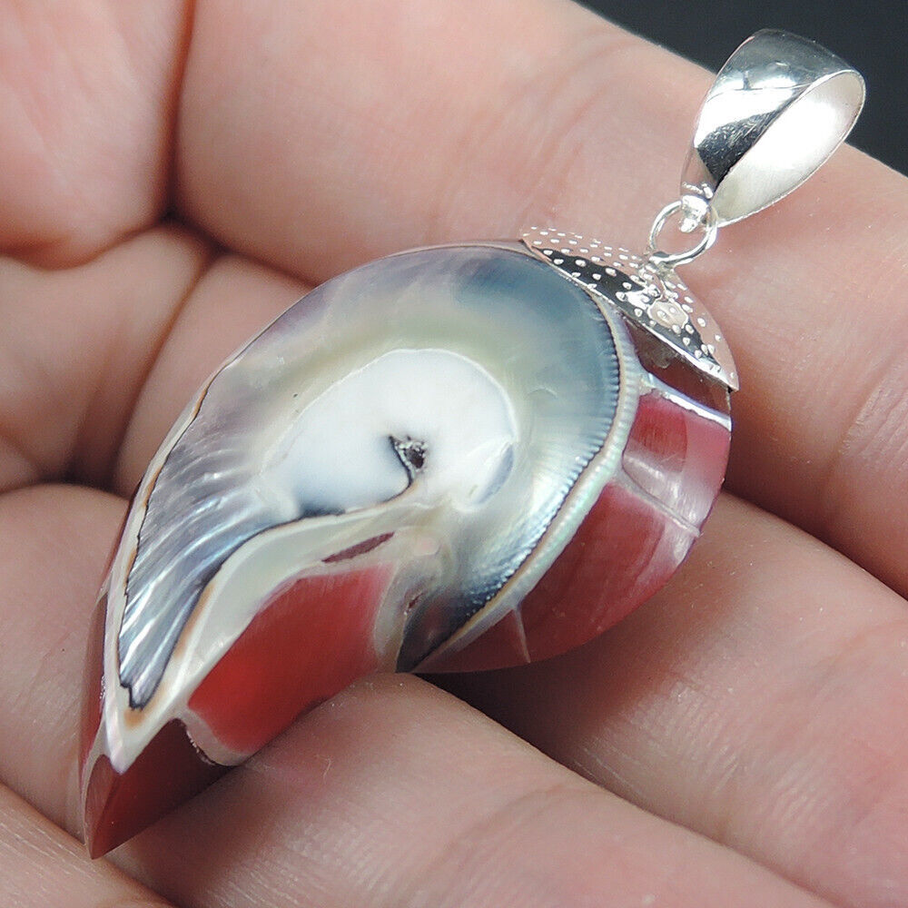 925 Sterling Silver Medium Small Dark Red Nautilus Shell Pendant ...