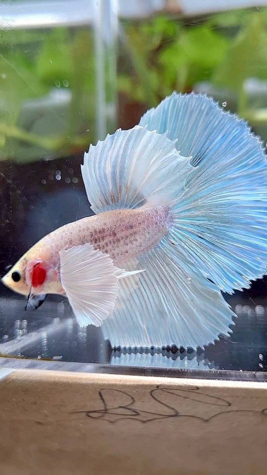 RARE HALFMOON DUMBO EAR WHITE UNICORN BETTA (100% REAL PICT) | eBay