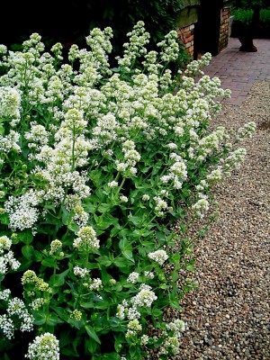 White Valerian (Centranthus ruber “Alba”) x 30 seeds. Fragrant ...