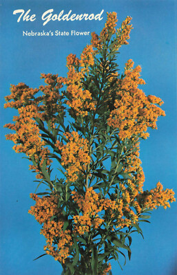 Postcard The Goldenrod Nebraska's State Flower | eBay
