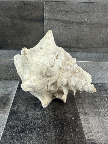 Large Vintage Conch Shell Natural Sea Decor Beach Nautical Coastal Accent | eBay