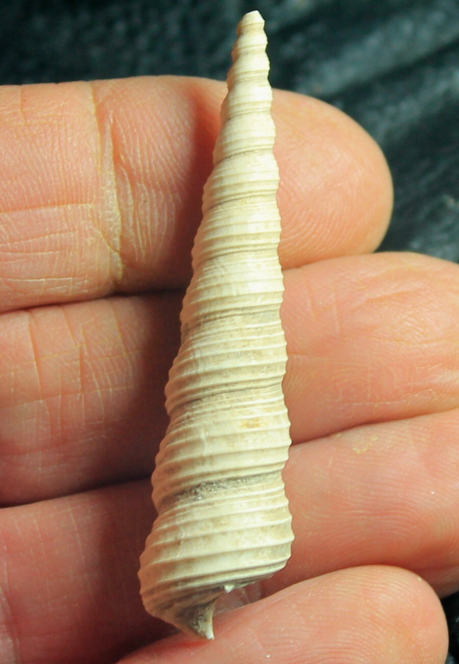 Turritella badensis - Miocene Badenian fossil shell, fm. Turritellidae ...