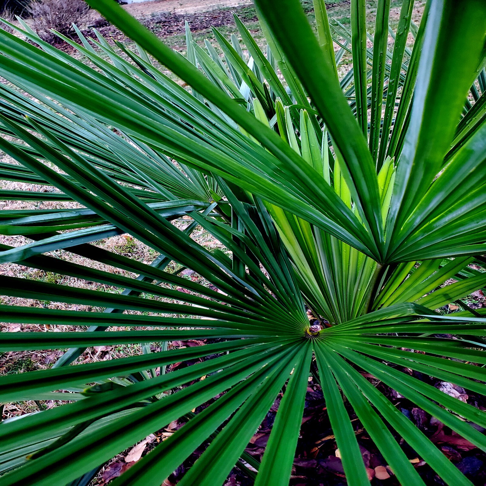 10 WINDMILL FAN PALM Tree Seeds Trachycarpus Fortunei MOST COLD HARDY ...