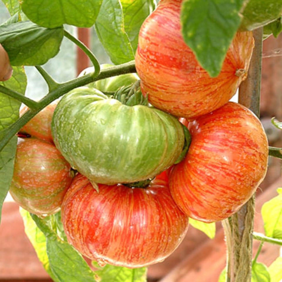 Vintage Wine Tomato, 30 Seeds, NON-GMO, BUY 2 GET 1 FREE, FREE SHIPPING ...