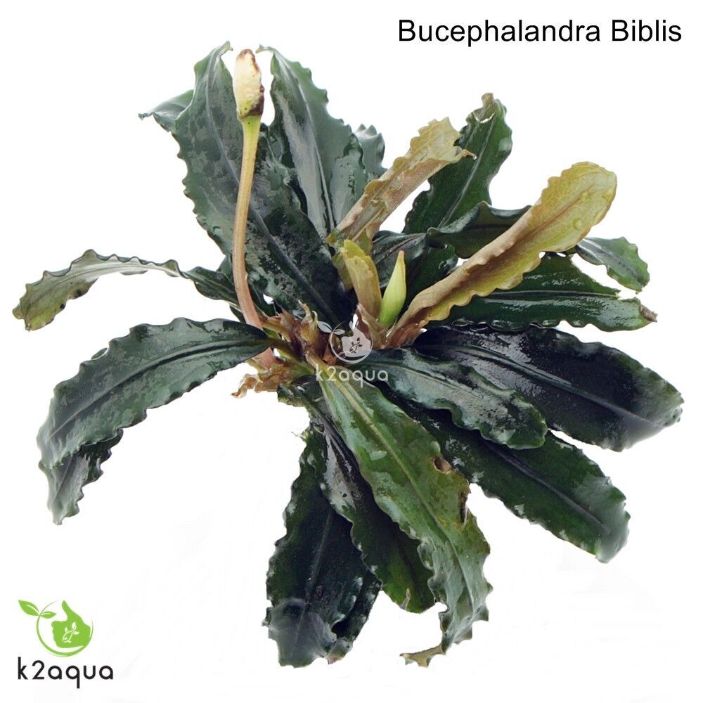 Bucephalandra 60 species Live Aquarium Plants Terrarium Tropical ...