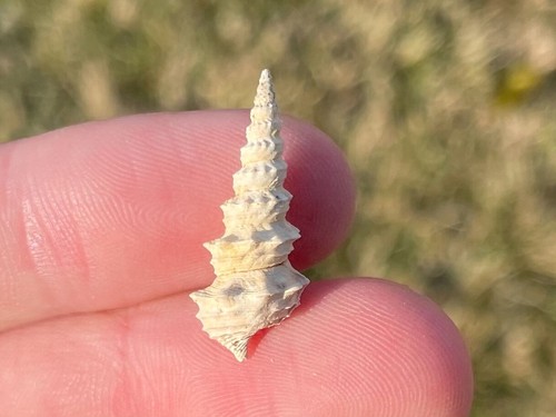 France Fossil Gastropod Cerithes sp. Eocene Age French Shell | eBay