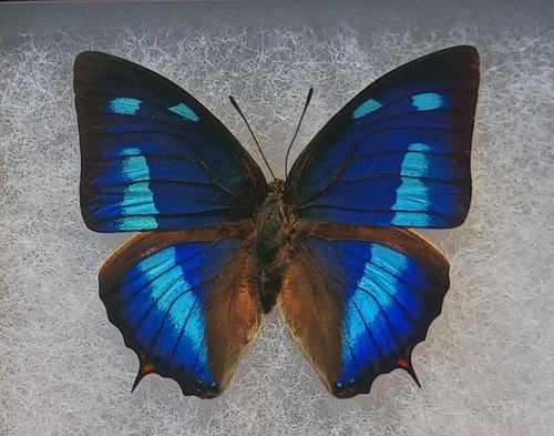 NYMPHALIDAE BUTTERFLY ANAEA CYANEA MALE MOUNTED RIKER FRAMED | eBay