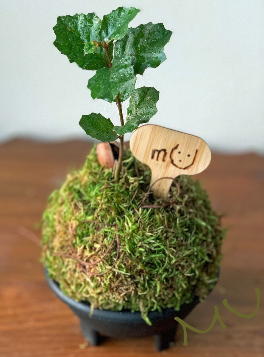 Oak Bonsai From Acorn