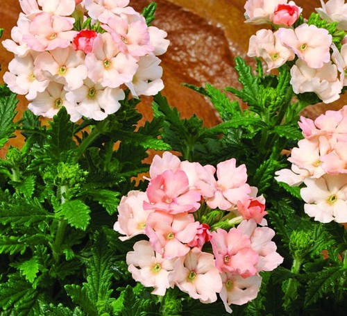Verbena Seeds Logro Apricot 50 Flower Seeds | eBay