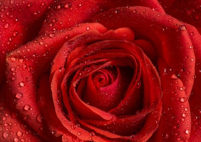 A4| Awesome Red Rose Flower Poster Print Size A4 Flowers Poster Gift ...