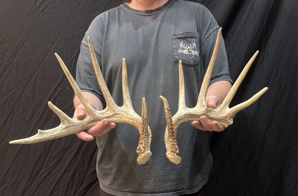 Nice 12 Point Set Of Whitetail Deer Shed Antlers Horns Taxidermy Mount ...