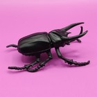 Caucasian beetle Toy Model Made in Japan Plastic Canned Insect Rare ...
