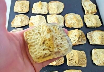 Gator ALLIGATOR BACK SCUTE bone bones BONY scutes croc weird OSTEODERMS ...
