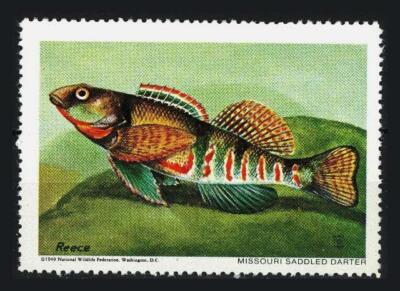 National Wildlife Federation Stamp - 1969 MNH - Missouri Saddled Darter ...