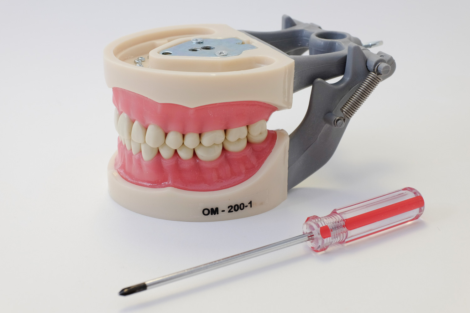Dental Anatomy Typodont Educational Model 200 Removable Teeth NBDE NERB ...