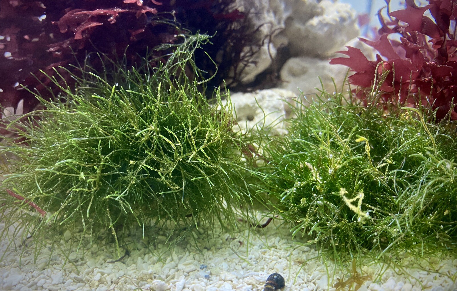 Cladophora Prolifera- Live Marine Macro Algae- 1” Frag- Reef and ...