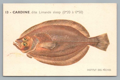 Cardine Fish "Institut des Peches" Vintage French Postcard Promoting ...