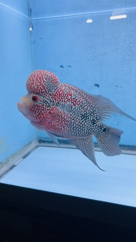 Super Red Dragon Flowerhorn The King Kamfa Fry 5 to 6 inche Usa Seller ...
