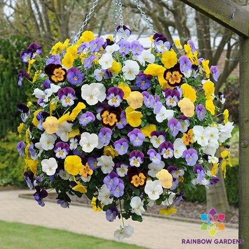 200+ Cool Wave Mix Pansy (Viola) Seeds for Garden - USA - FREE SHIPPING ...
