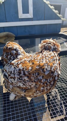 12+ Mille Fleur Satin Hatching Eggs NPIP & AI Clean | eBay
